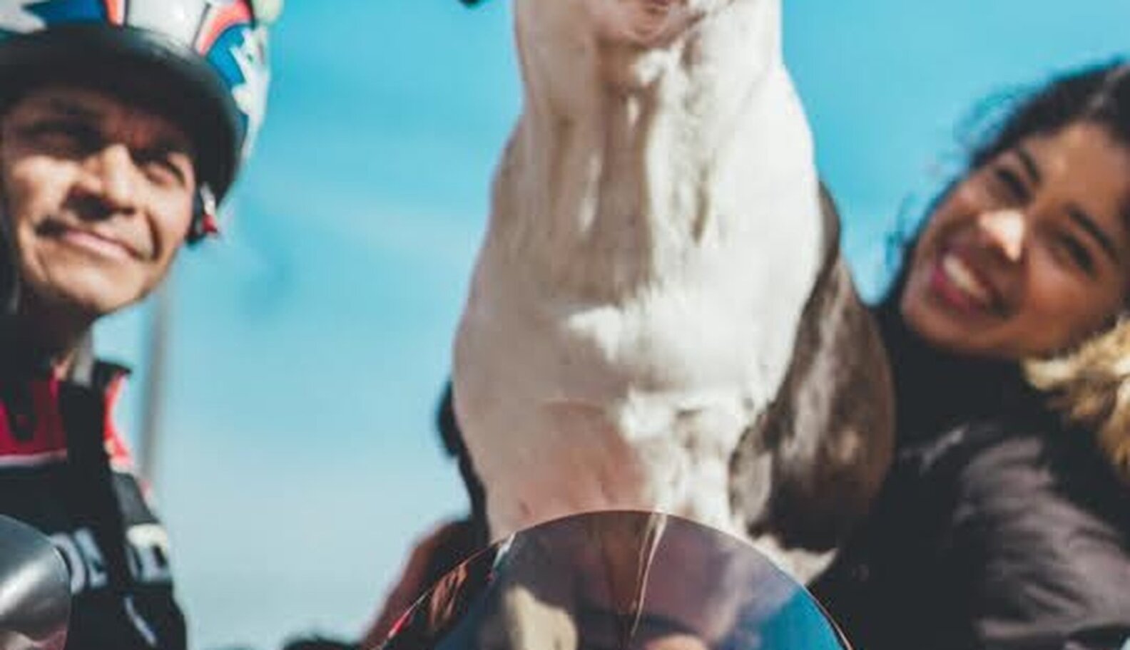 Here Are 7 Shelter Dogs Who Got Their Fairy-Tale Endings - The Dodo