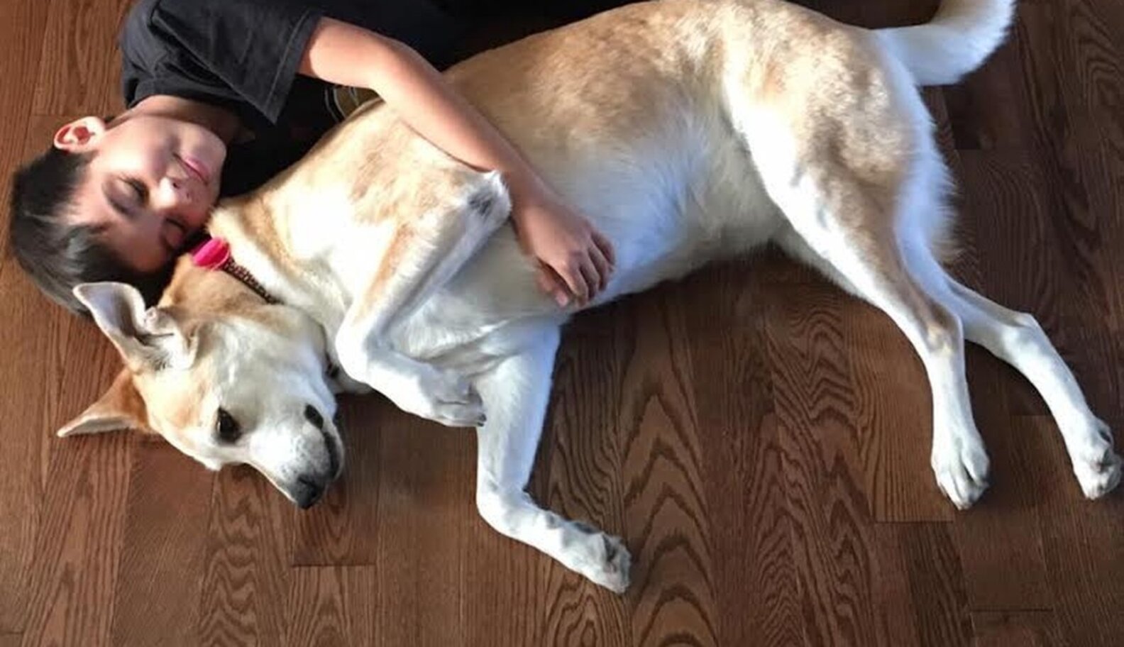 Here Are 7 Shelter Dogs Who Got Their Fairy-Tale Endings - The Dodo