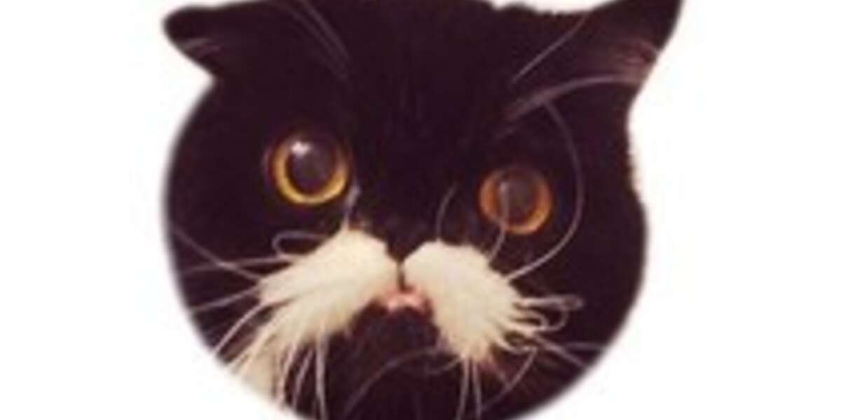 My Cat Kyle - The Dodo