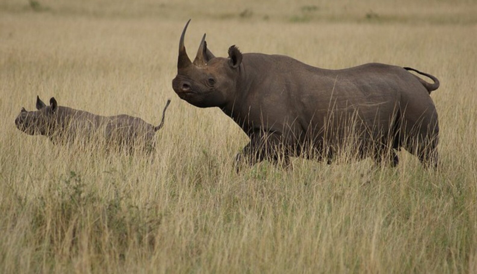 Africa's Poaching Crisis: How Do We Stop It? - The Dodo