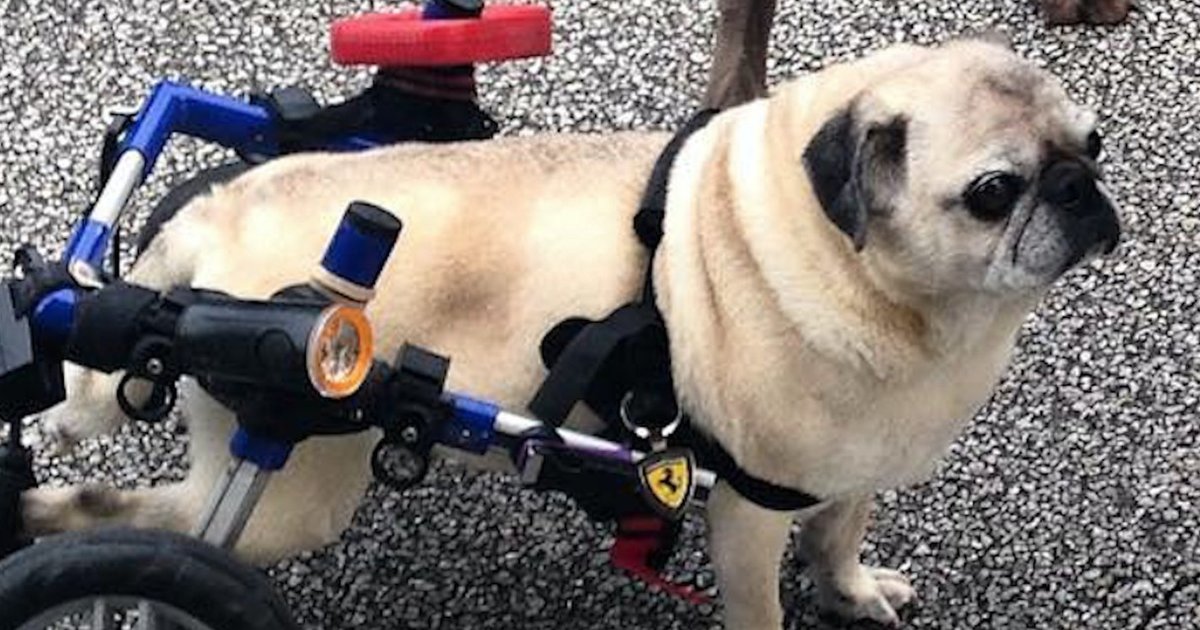 15-Year-Old Dog Runs Around In His Wheelchair - The Dodo