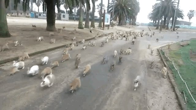 The Story Behind The Bunnies Of Japan's "Bunny Island" - The Dodo