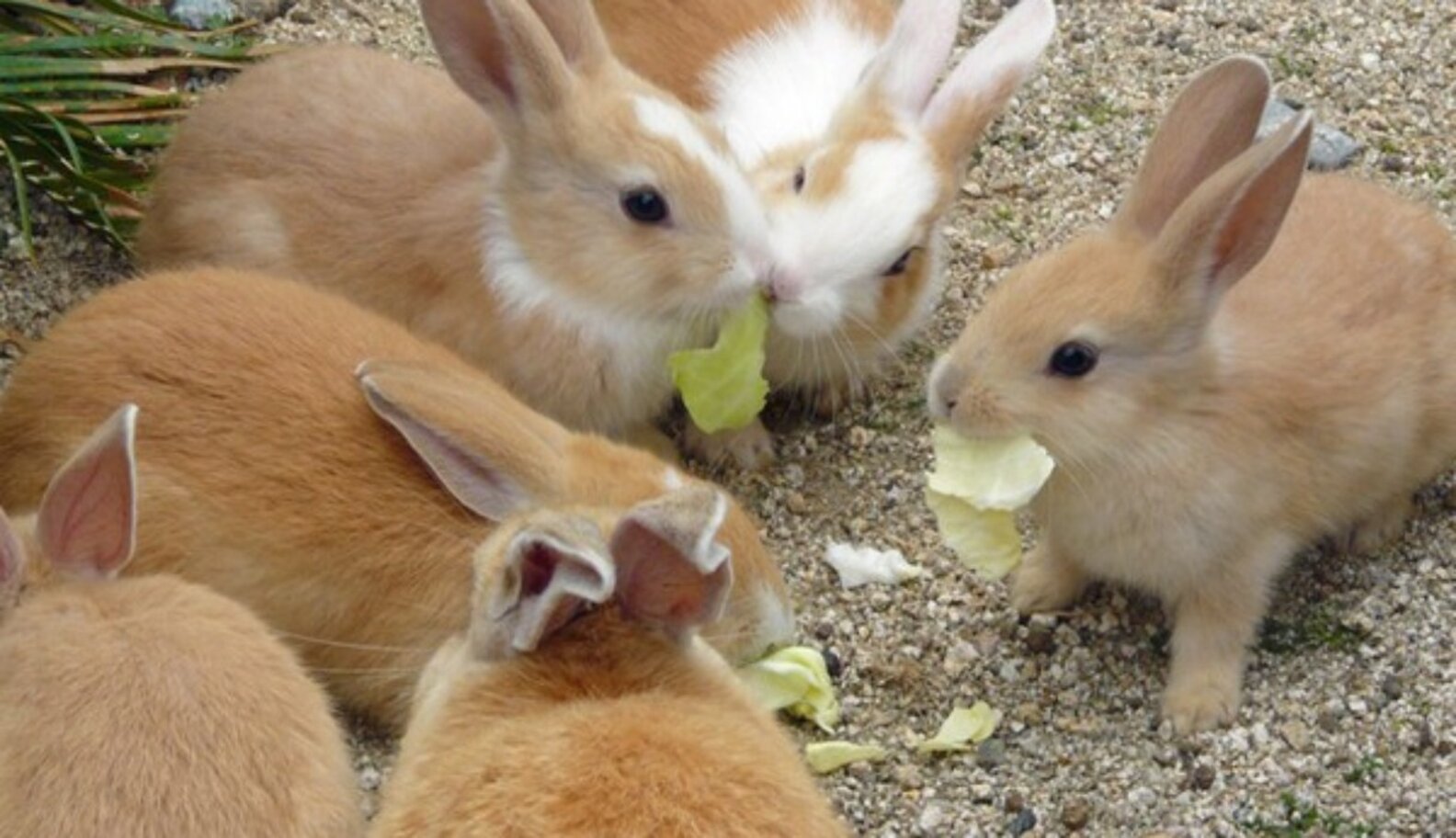 The Story Behind The Bunnies Of Japan's "Bunny Island" - The Dodo