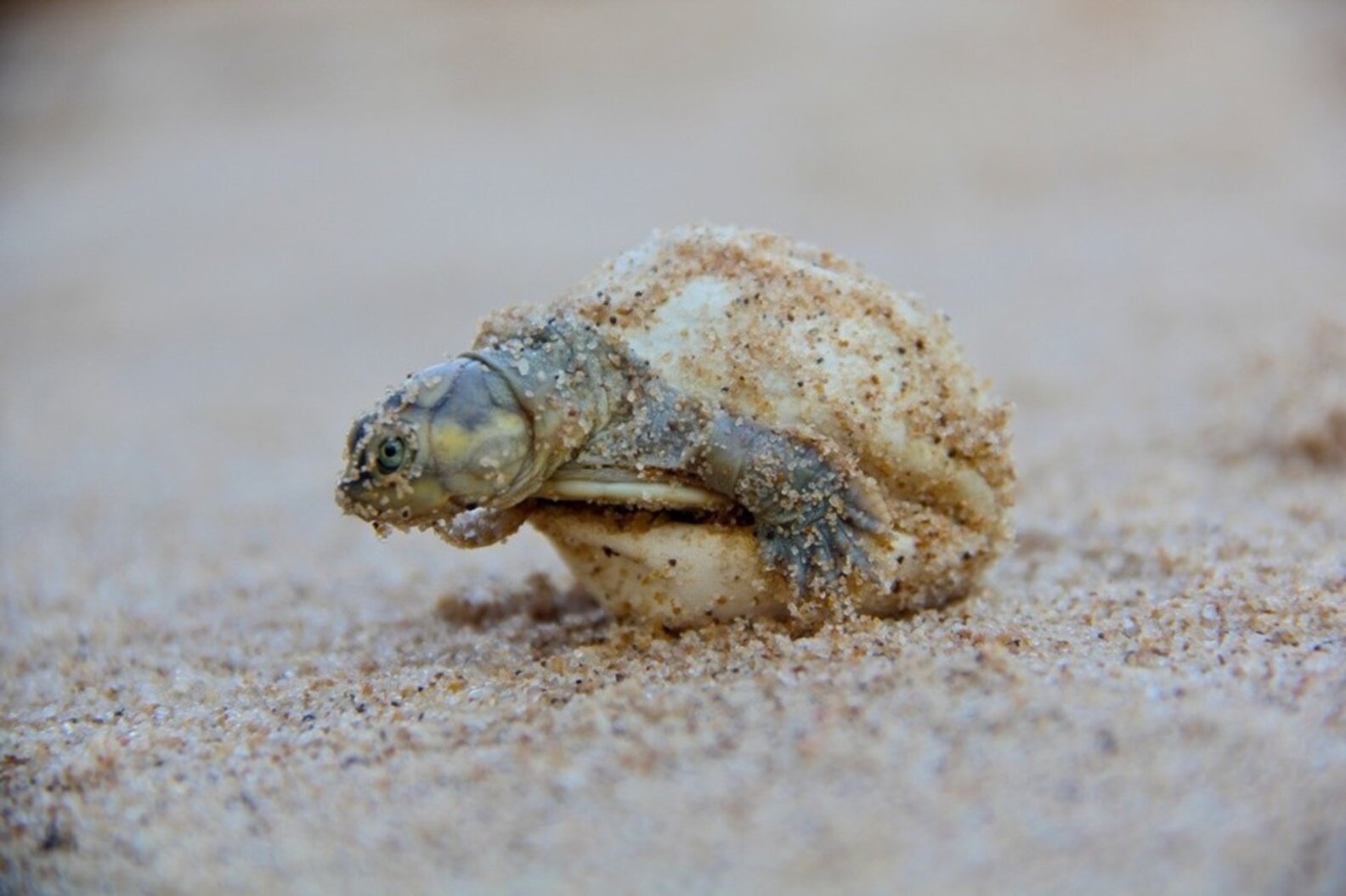 Over 200,000 Baby Turtles Born In Mass Hatching - The Dodo
