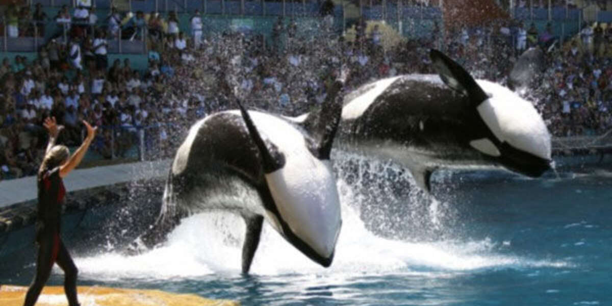 Instead of scientific expertise to counter 'The #Blackfish Effect ...