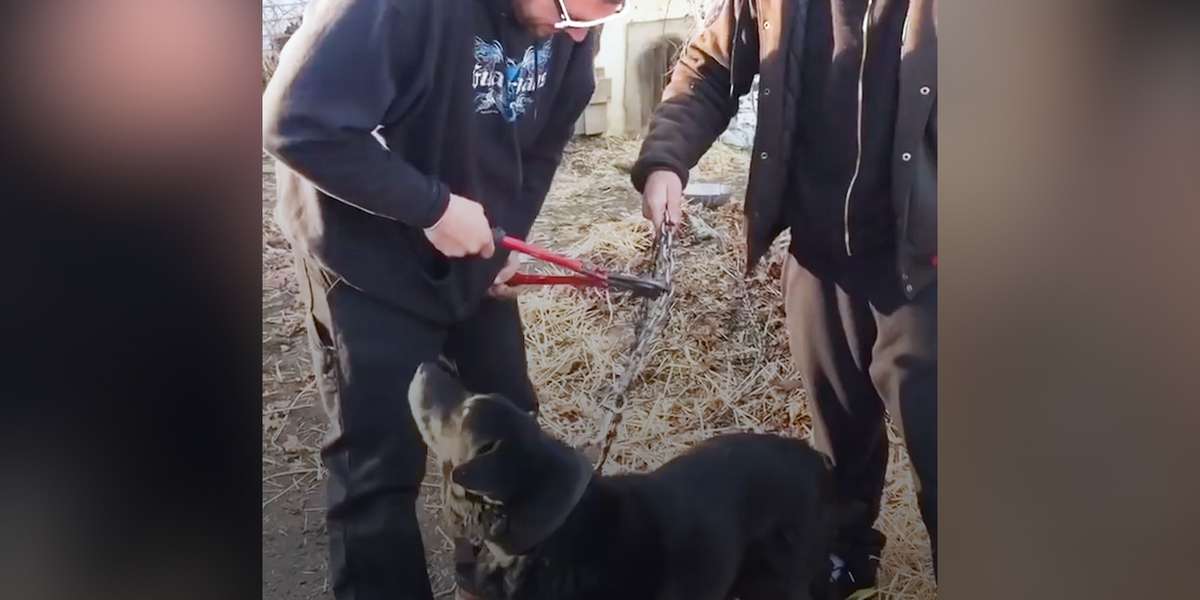 Dog Chained Up For 15 Years Gets Rescued - Videos - The Dodo