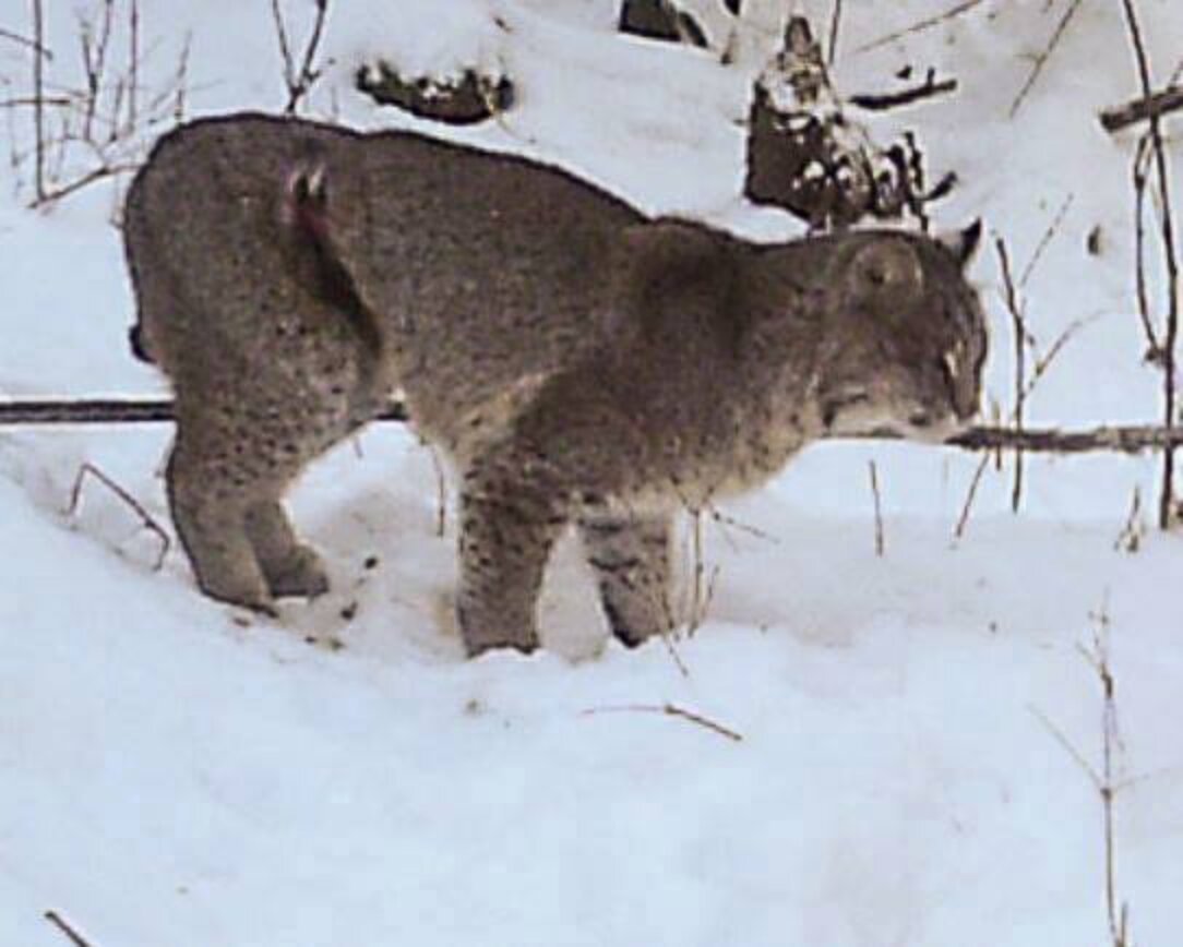 Harrowing Photos Of Bobcat's Brush With Death Reveal Dangers Of Snare ...