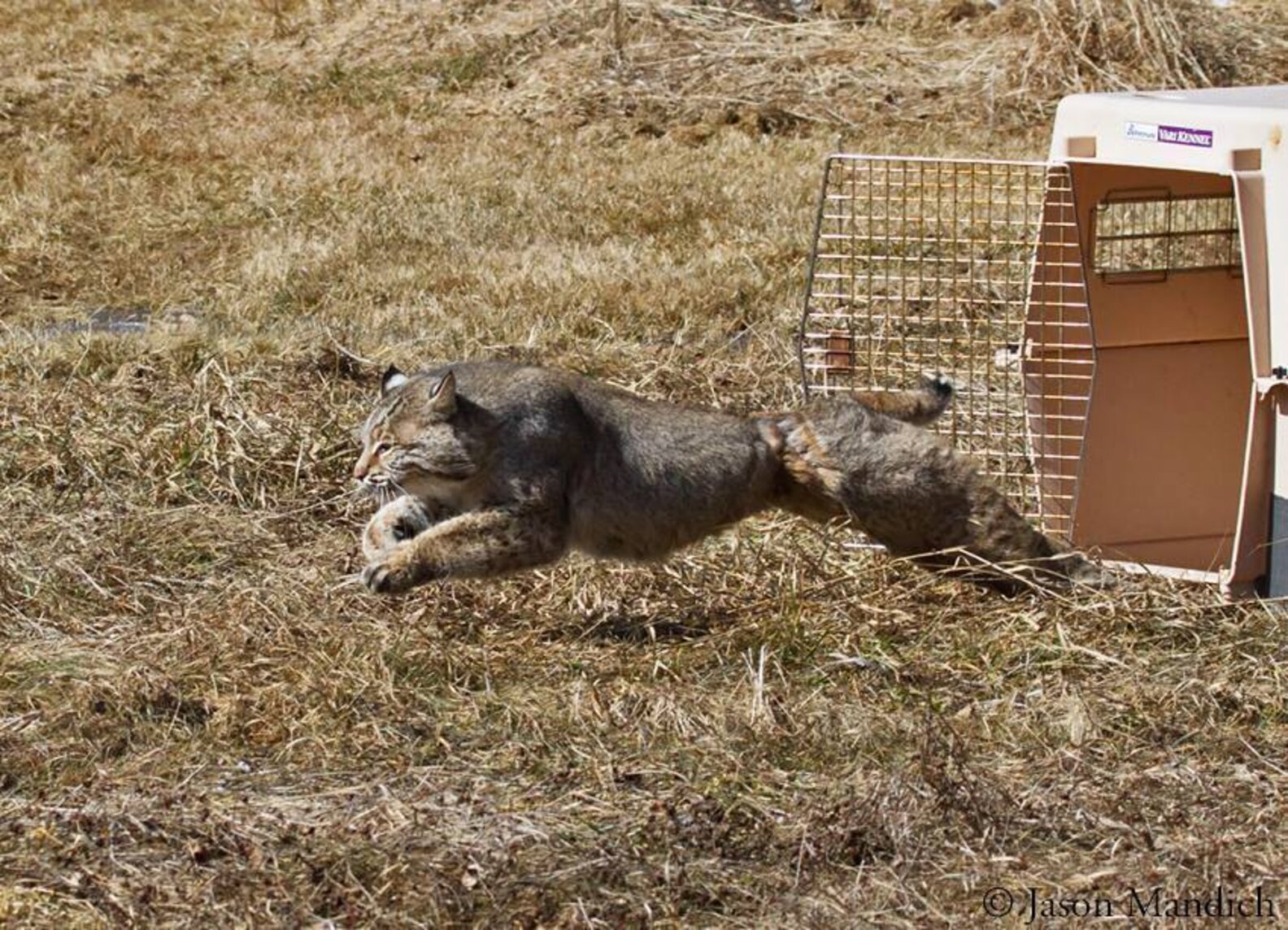 Harrowing Photos Of Bobcat's Brush With Death Reveal Dangers Of Snare ...