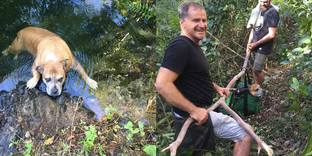 Lost Dog Was Too Defeated To Walk, So Her Rescuers Got Creative - The Dodo