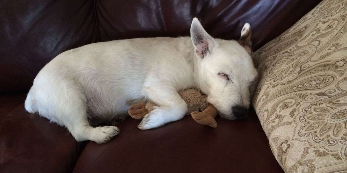 11 Pets Somehow Manage To Make Snoring Utterly, Inexplicably Adorable ...