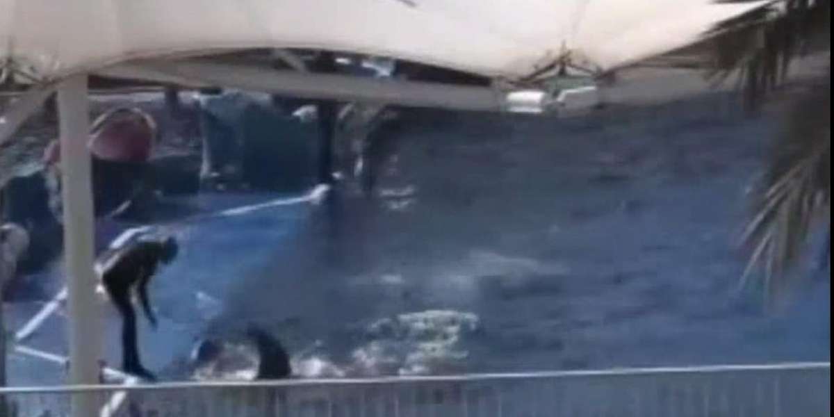 America's Largest Aquarium Investigates New Executive For Allegedly ...