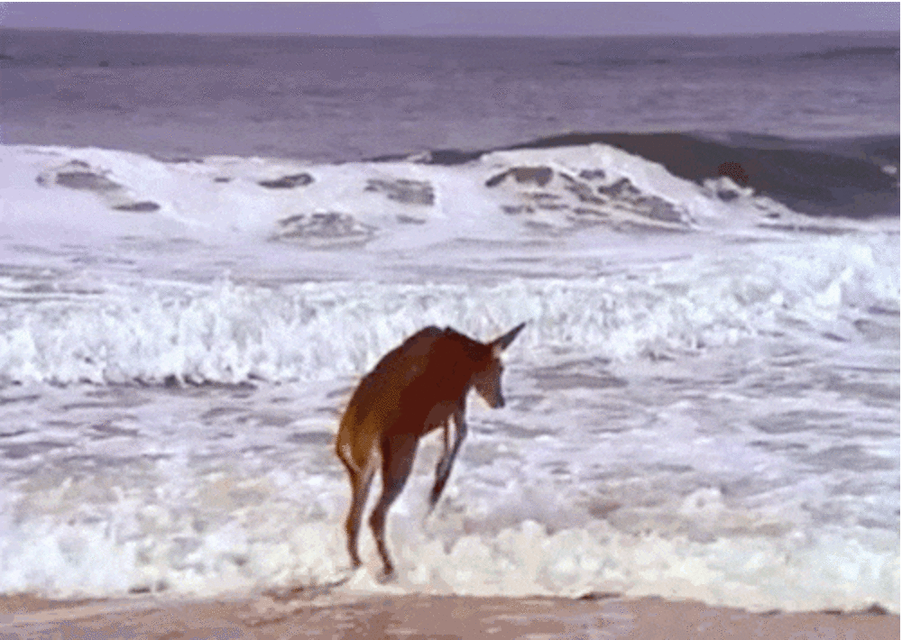 Ecstatic Deer Can't Contain Happiness At Ocean Waves - The Dodo