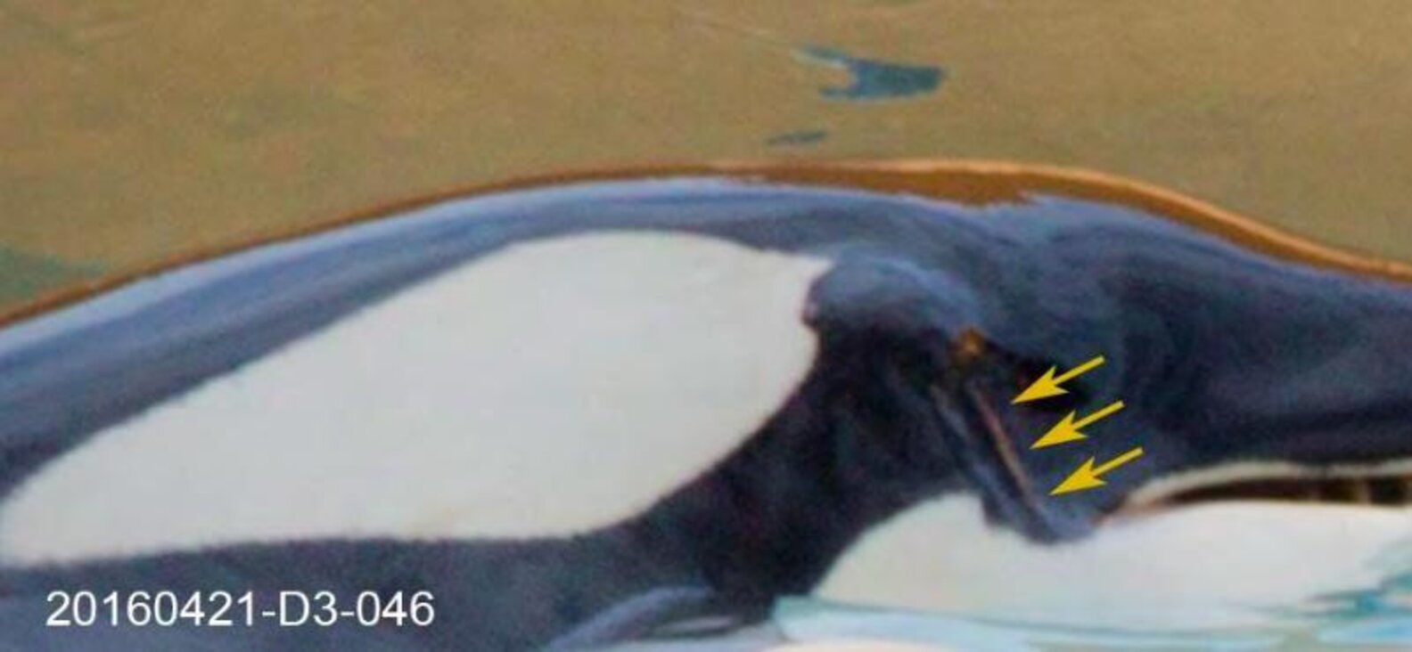 SeaWorld's Orcas Are Covered In Bite Marks From Bullying - The Dodo
