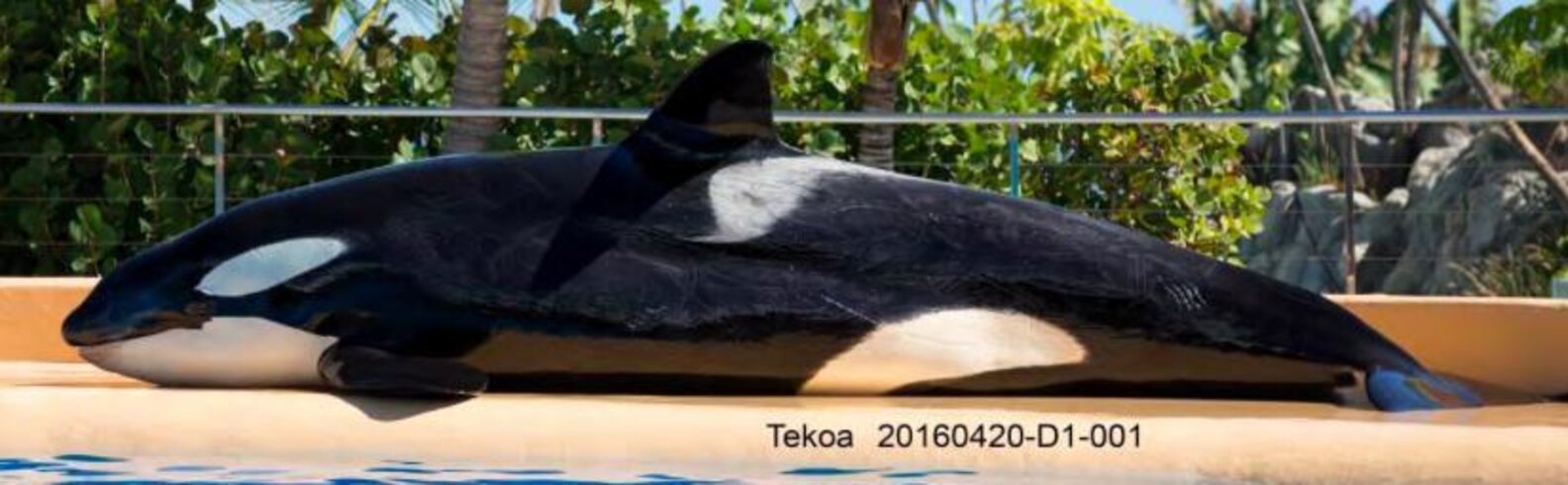 SeaWorld's Orcas Are Covered In Bite Marks From Bullying - The Dodo