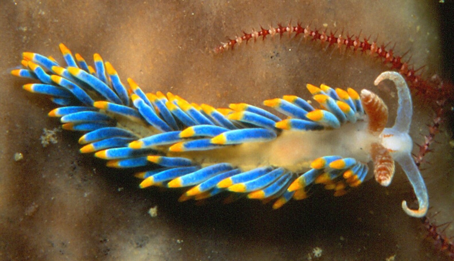 No Spine Required: 6 Gorgeous Invertebrates Under The Sea - Fellows ...