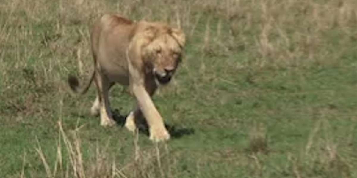 Zoo Frees Its Animals After 140 Years Of Captivity - The Dodo