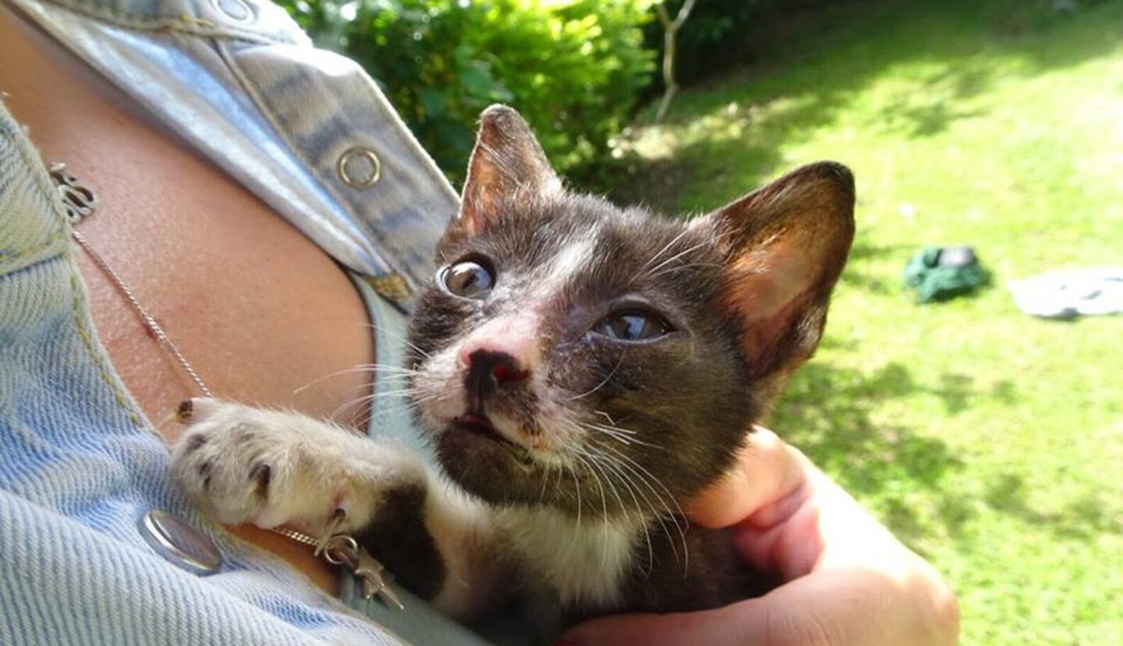 How To Bring An Animal From Another Country Back To The U.S. - The Dodo