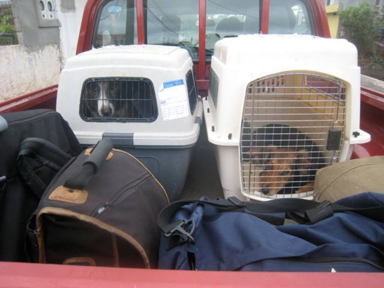 How To Bring An Animal From Another Country Back To The U.S. - The Dodo