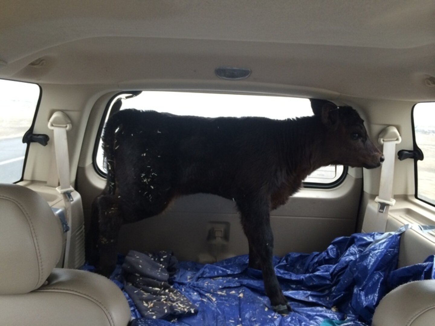 Sweet Baby Cow Hit By Car Is Learning To Walk On 3 Legs - The Dodo