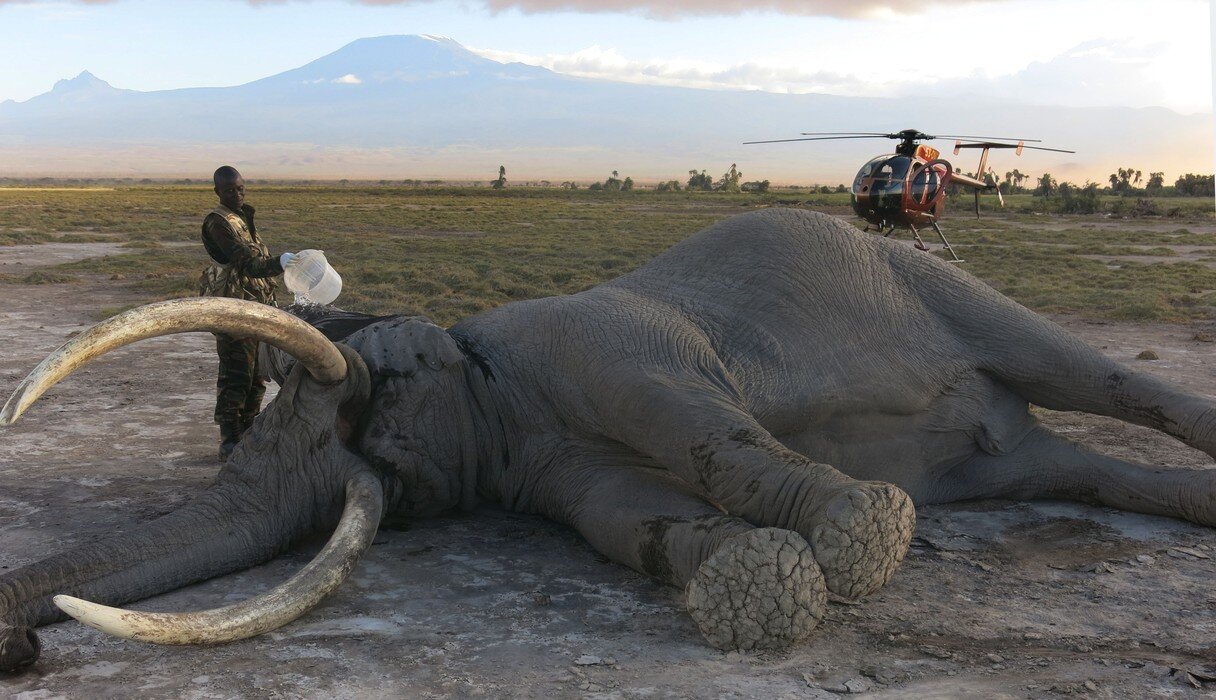 3 Elephant Victims We Can Never Forget - The Dodo