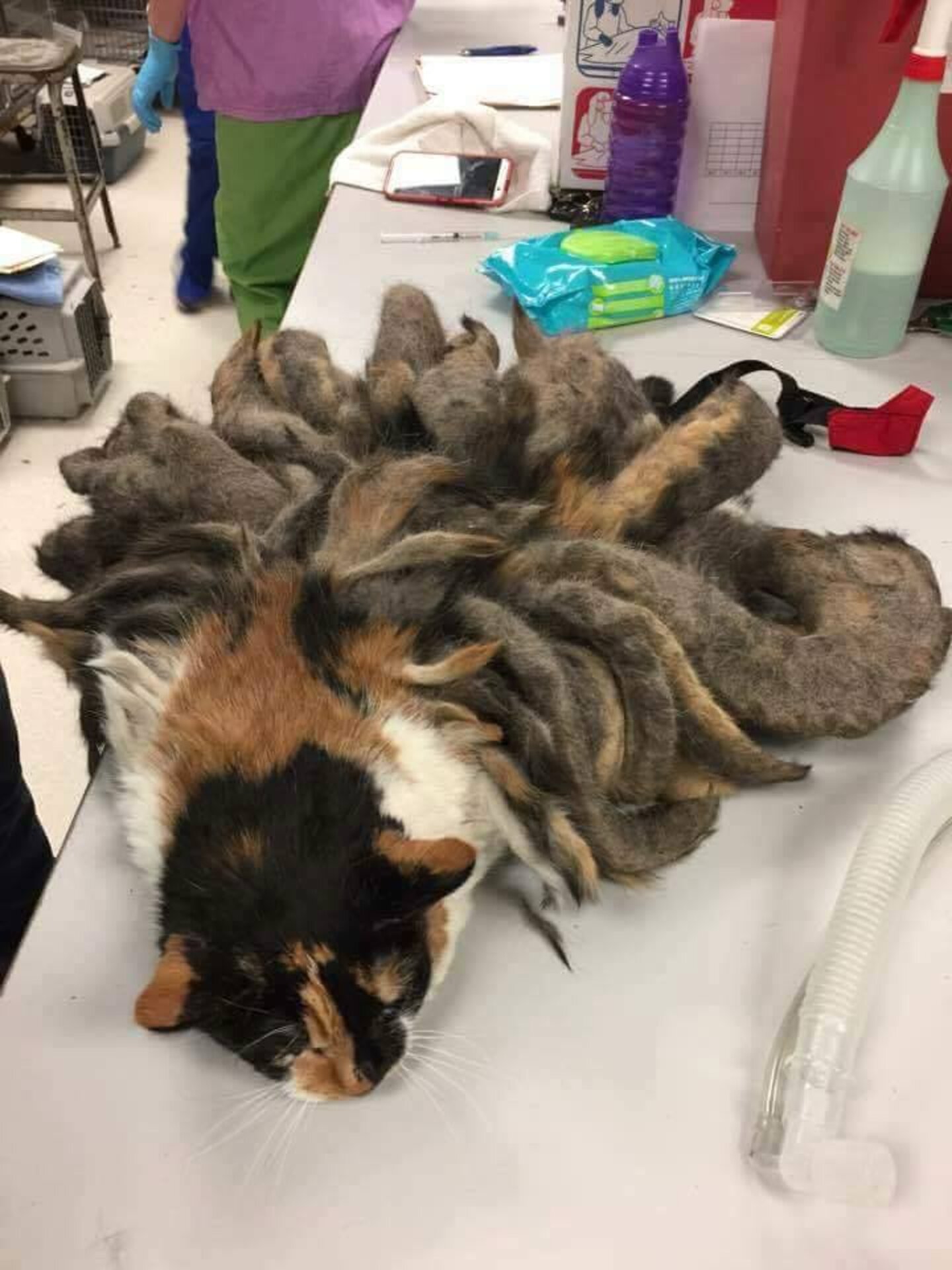 Cat With ‘Dreadlocks’ Loses 2 Pounds Of Fur - The Dodo