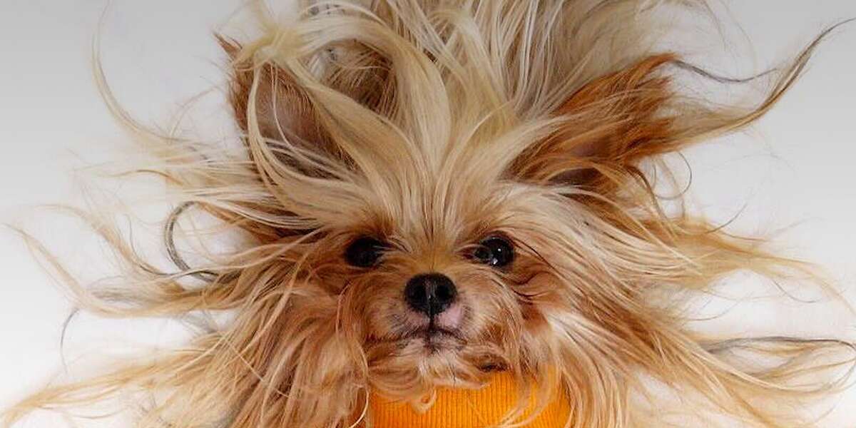 This Dog Has The Best Hair On Instagram - Videos - The Dodo