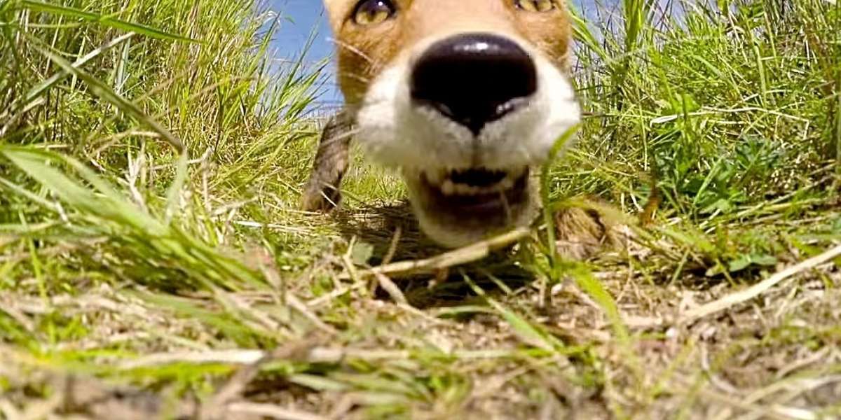 Determined Fox Tries To Kill And Eat A GoPro - The Dodo