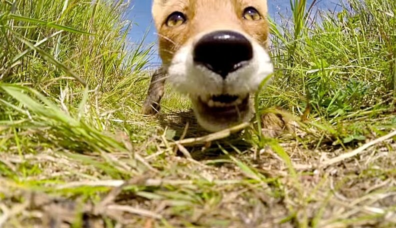 Determined Fox Tries To Kill And Eat A GoPro - The Dodo