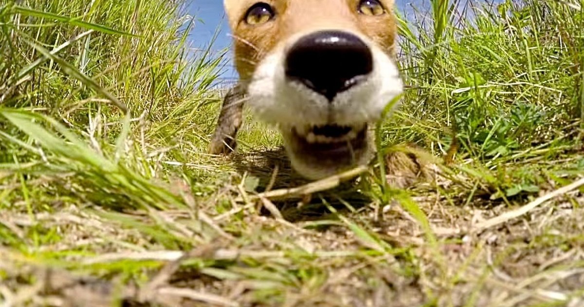 Determined Fox Tries To Kill And Eat A GoPro - The Dodo