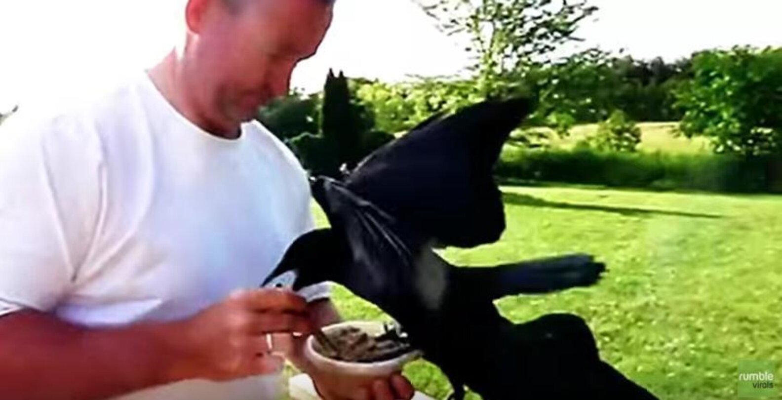 Rescued Birds Come Back Each Spring To Say Hello To The Family Who ...