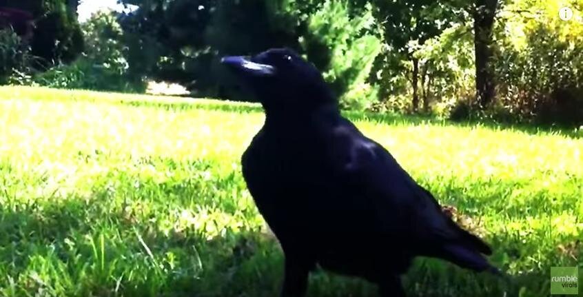 Rescued Birds Come Back Each Spring To Say Hello To The Family Who ...