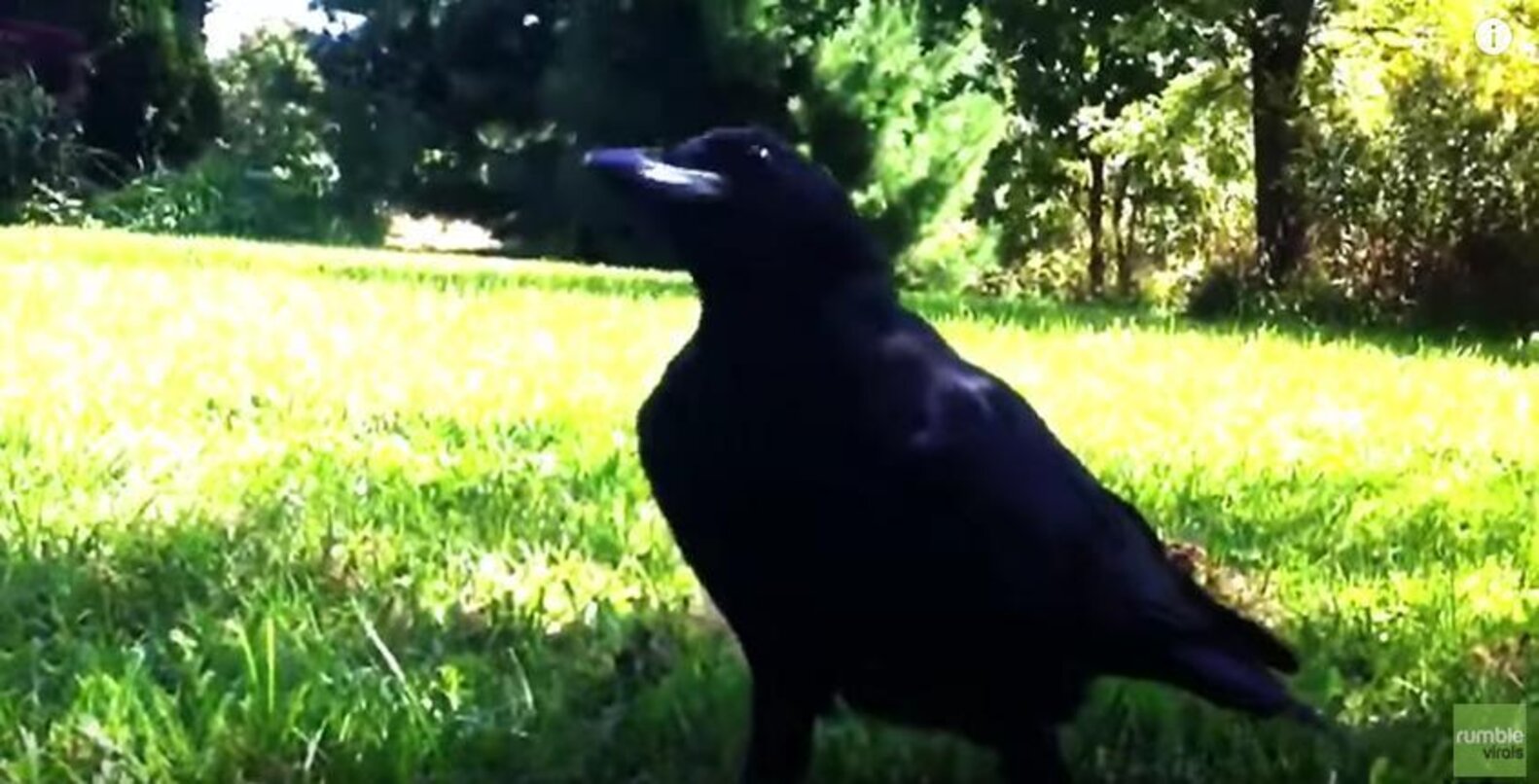 Rescued Birds Come Back Each Spring To Say Hello To The Family Who ...