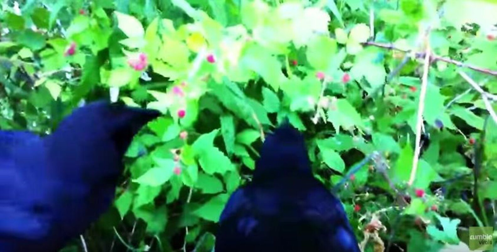 Rescued Birds Come Back Each Spring To Say Hello To The Family Who ...