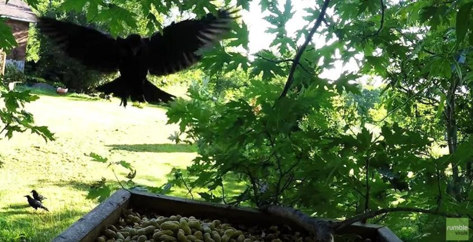Rescued Birds Come Back Each Spring To Say Hello To The Family Who ...
