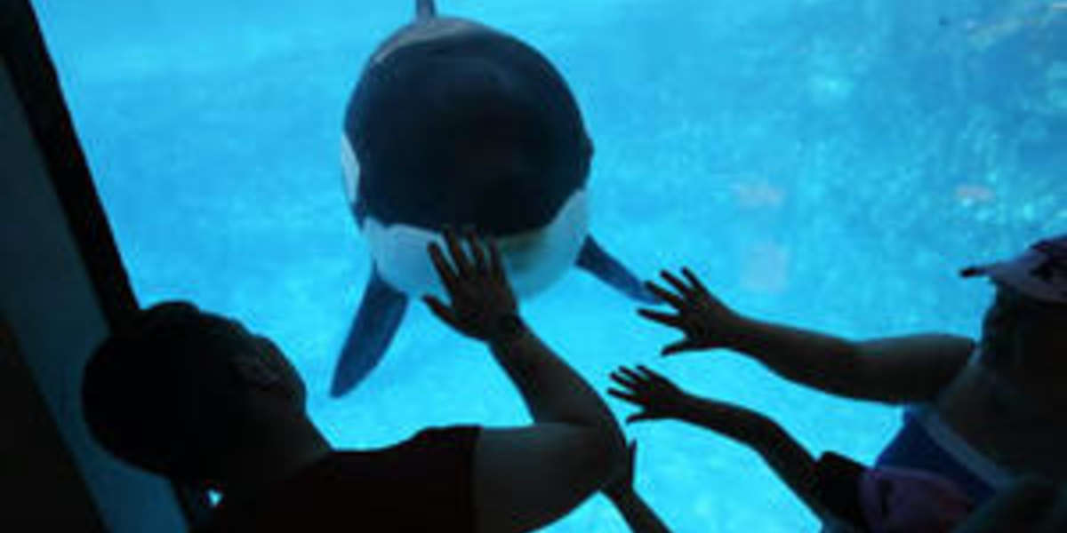 Shame on you #Seaworld #Blackfish Amid controversy, SeaWorld starts ...