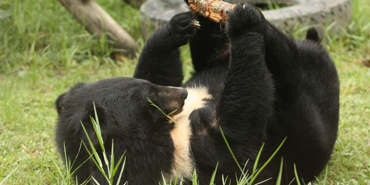 Adorable Rescued Moon Bears Playing Around - The Dodo