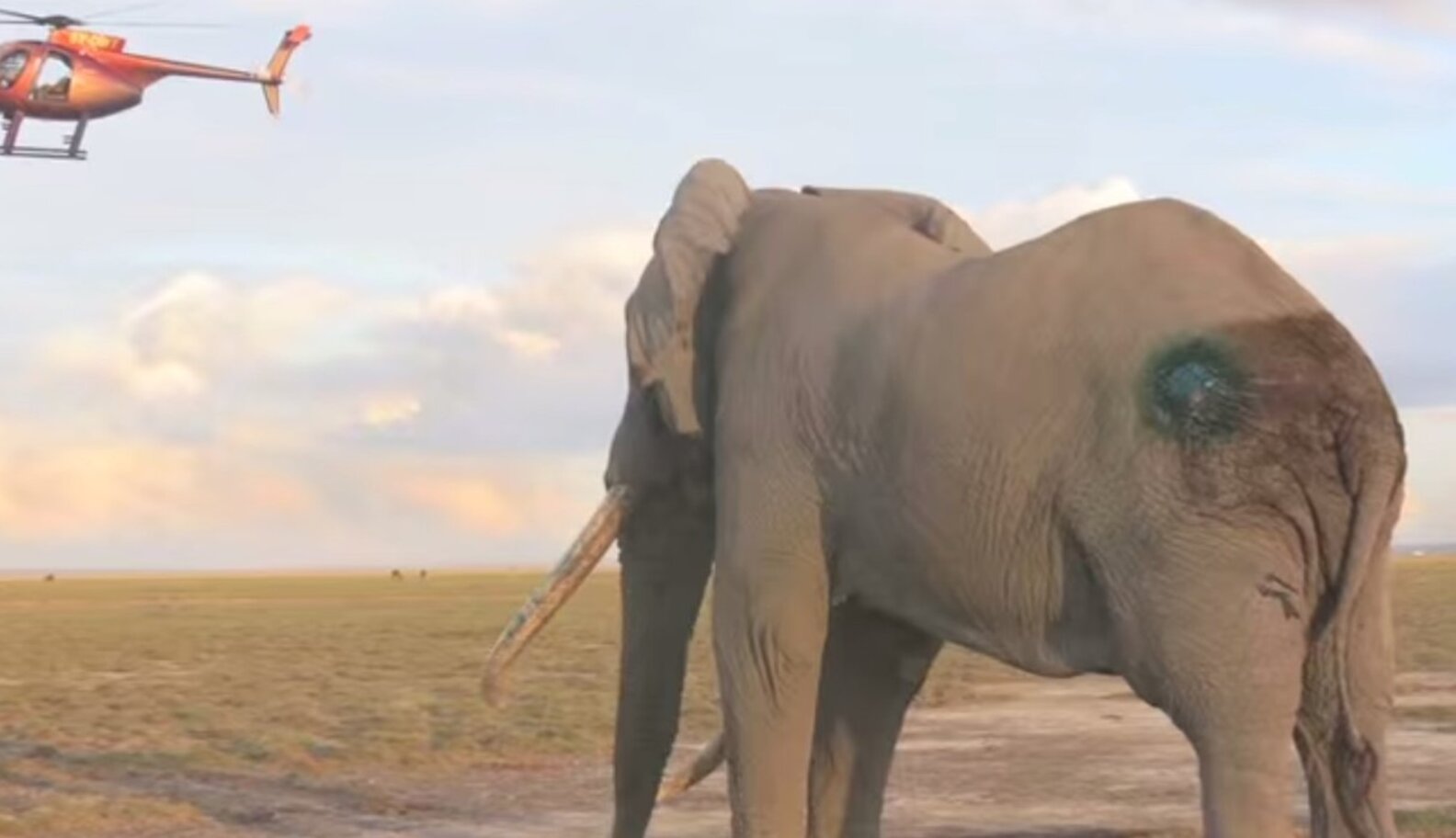 One Of Africa’s Oldest Elephants Rescued After Poaching Attack - The Dodo
