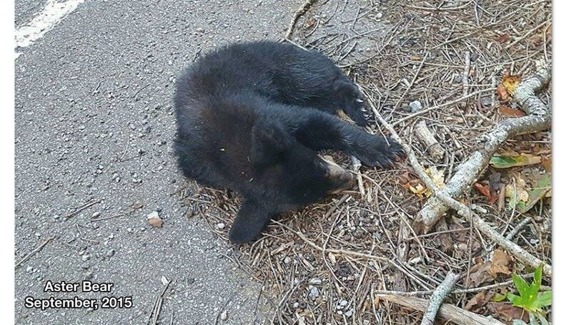 'Dead' Bear Cub Gets Second Chance At Life In The Wild - The Dodo