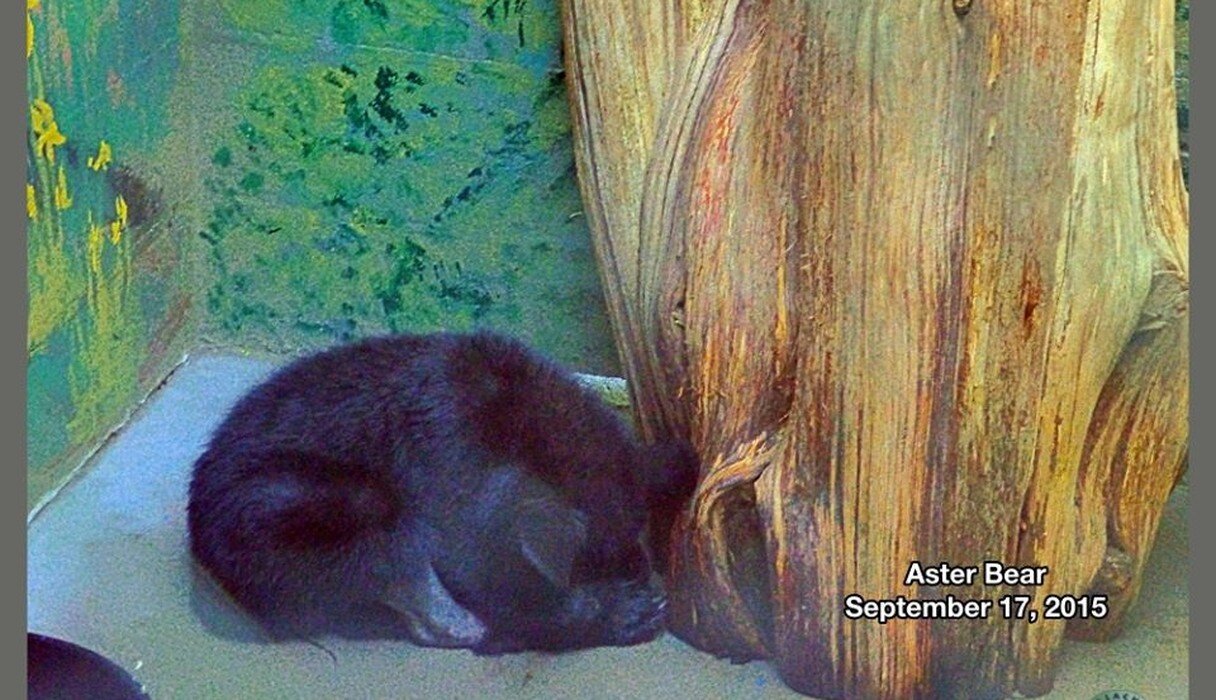 'Dead' Bear Cub Gets Second Chance At Life In The Wild - The Dodo