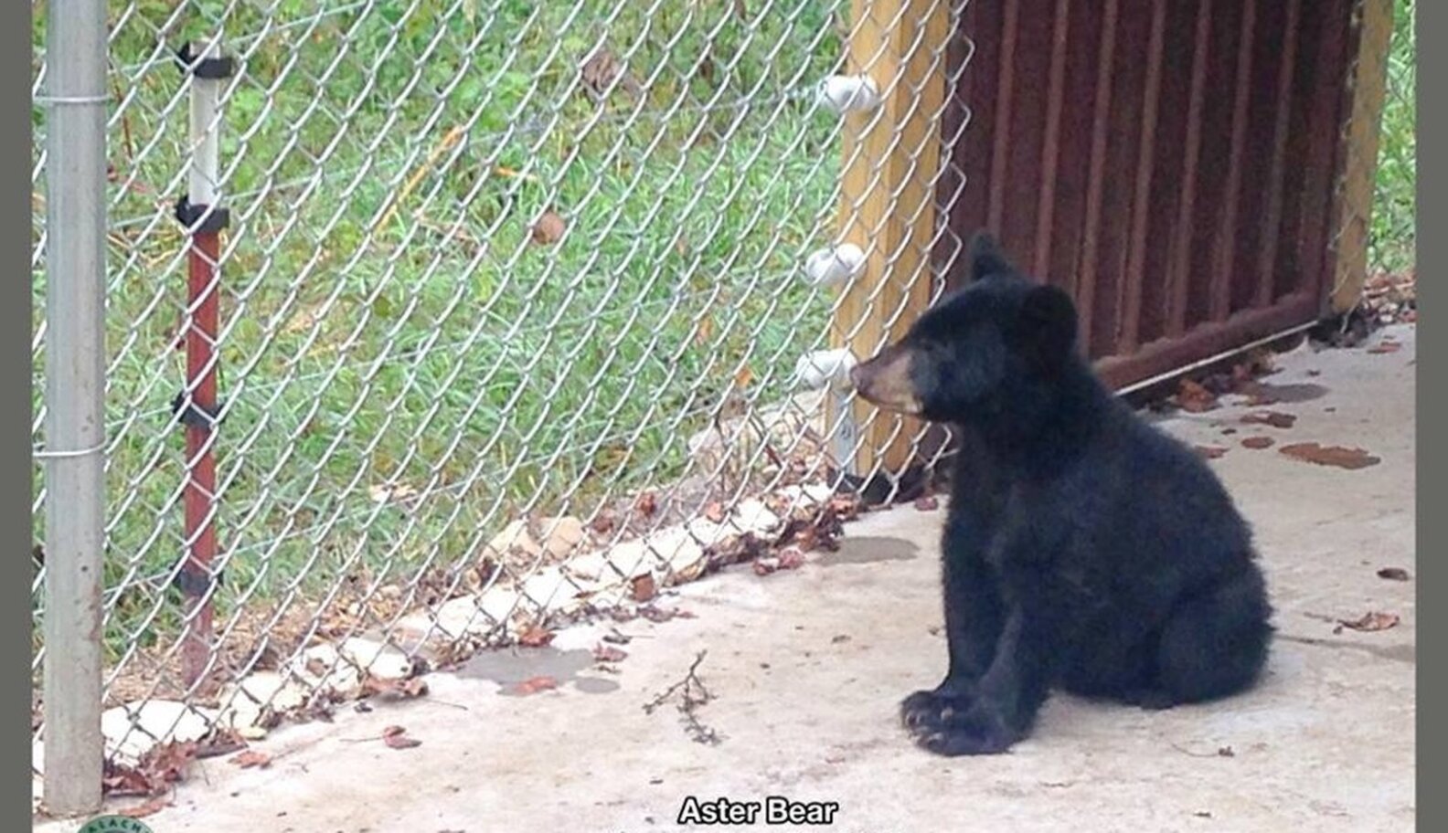 'Dead' Bear Cub Gets Second Chance At Life In The Wild - The Dodo
