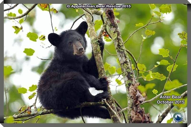 'Dead' Bear Cub Gets Second Chance At Life In The Wild - The Dodo