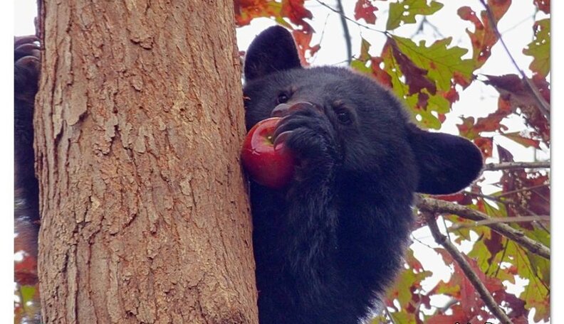 'Dead' Bear Cub Gets Second Chance At Life In The Wild - The Dodo