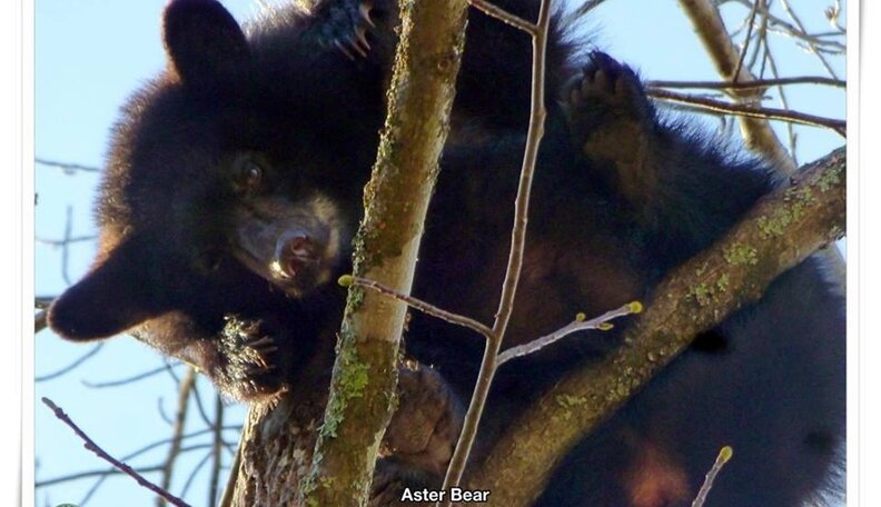 'Dead' Bear Cub Gets Second Chance At Life In The Wild - The Dodo