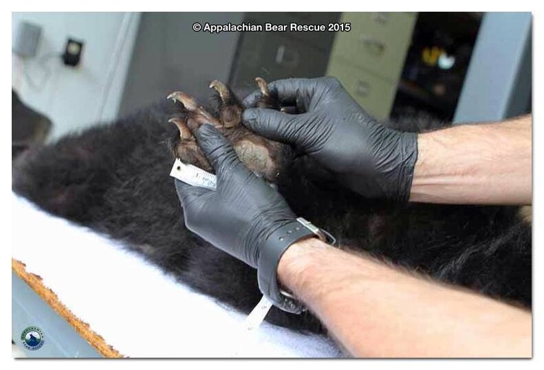 'Dead' Bear Cub Gets Second Chance At Life In The Wild - The Dodo