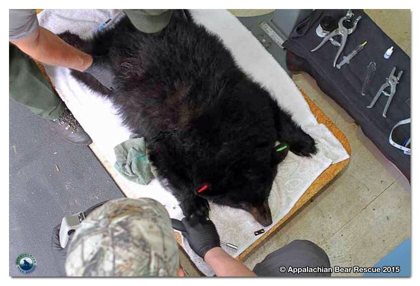 'Dead' Bear Cub Gets Second Chance At Life In The Wild - The Dodo
