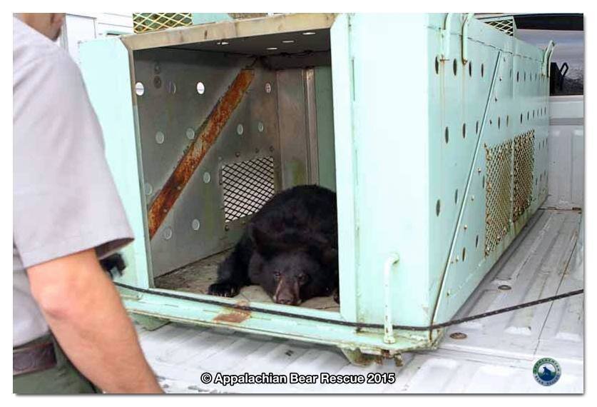 'Dead' Bear Cub Gets Second Chance At Life In The Wild - The Dodo