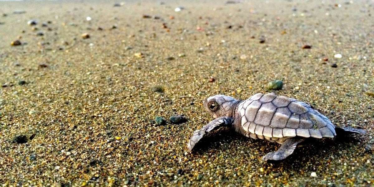 7 Wonderful Things About Sea Turtles We'll Lose If They're Poached ...