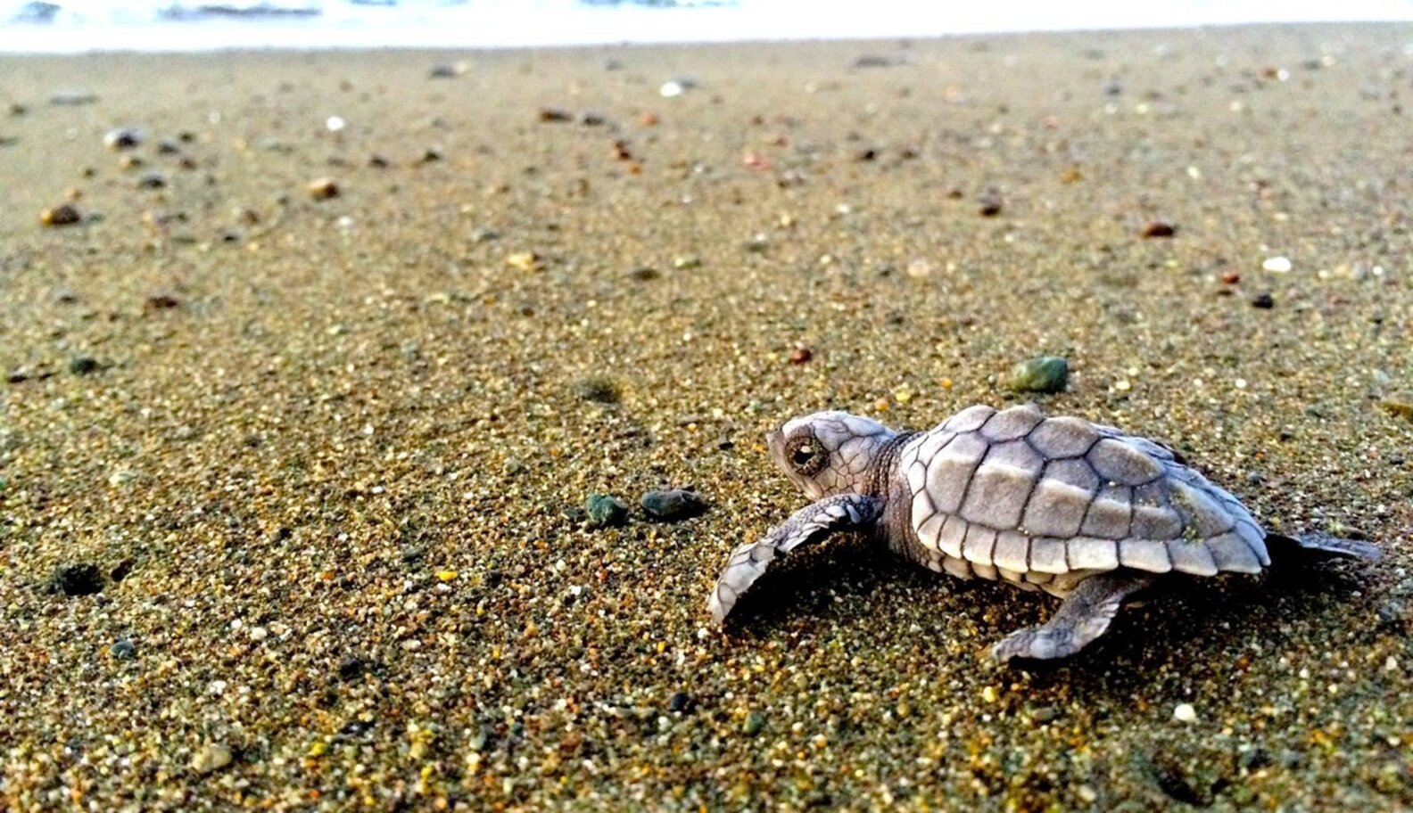 7 Wonderful Things About Sea Turtles We'll Lose If They're Poached ...