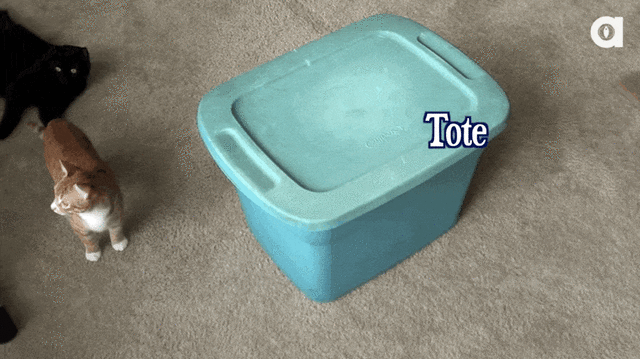 How To Build A Cozy Winter Shelter For Feral Cats - The Dodo