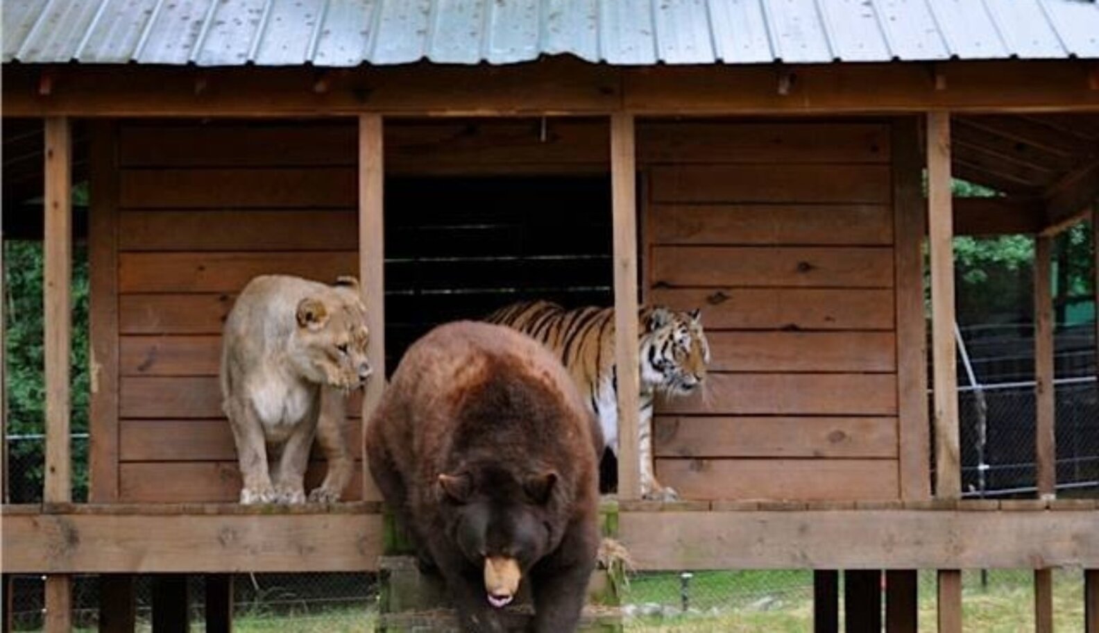 Lion, Tiger And Bear (Oh My!) Are All Real-Life Best Friends - The Dodo